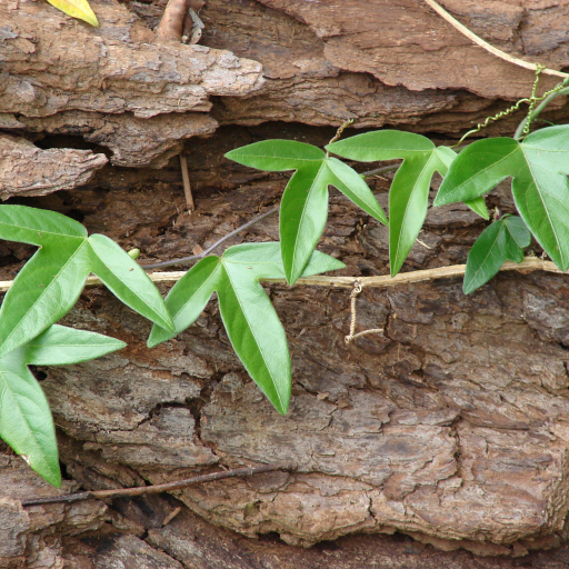 Slender Vervain (Verbena Rigida) Plant Care & How to Grow, Water