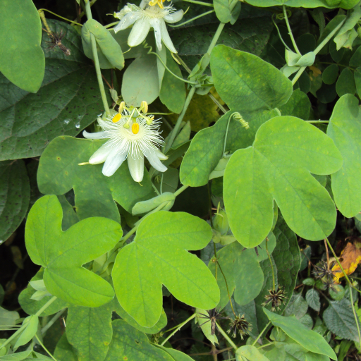 White Passionflower (Passiflora Subpeltata) Plant Care & How to Grow, Water