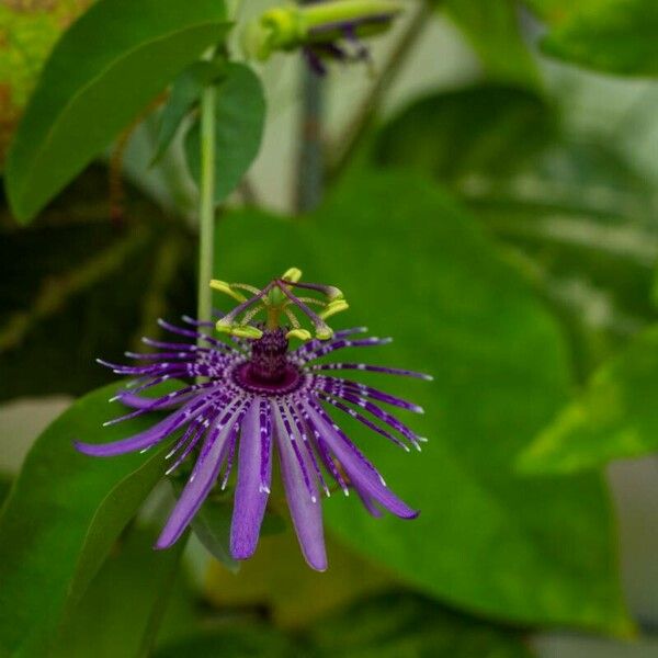 Passiflora Subrotunda Plant Care & How to Grow, Water