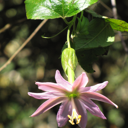 Banana Passionflower (Passiflora Tarminiana) Plant Care & How to Grow ...