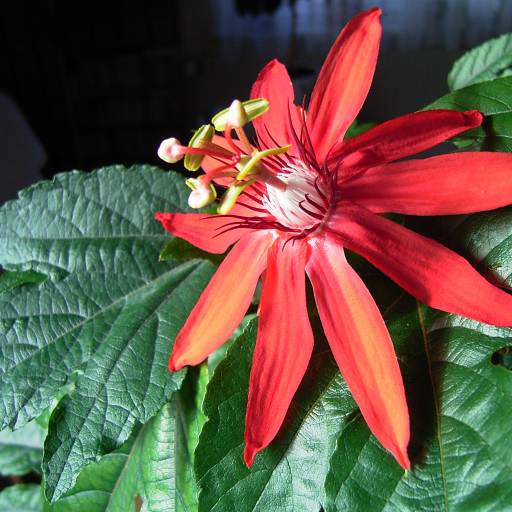 Perfumed Passionflower (Passiflora Vitifolia) Plant Care & How to Grow ...