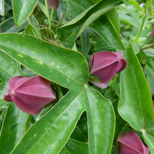 Passiflora 'Victoria' (Passiflora X Violacea) Plant Care & How to Grow ...