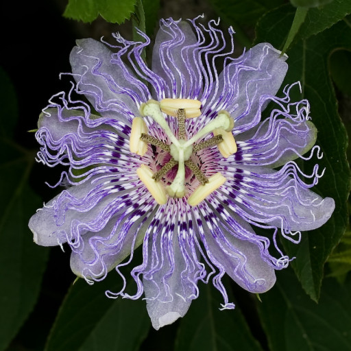 Passionflowers (Passiflora) Plant Care & How to Grow, Water