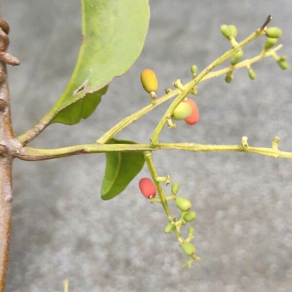 Passovia Pedunculata Care Guide: Water, Soil & Propagation - Plantiary