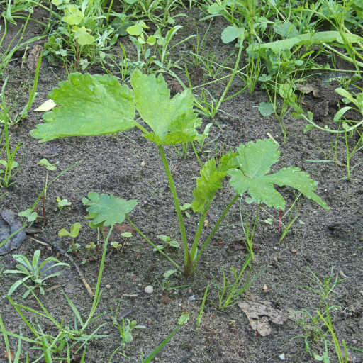 Parsnip (Pastinaca Sativa) Plant Care & How to Grow, Water