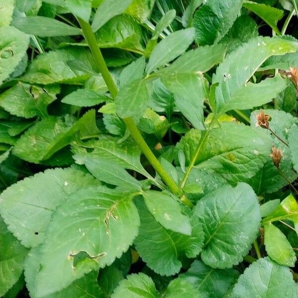Eastern Valerian (Patrinia Scabiosifolia) Plant Care & How to Grow, Water