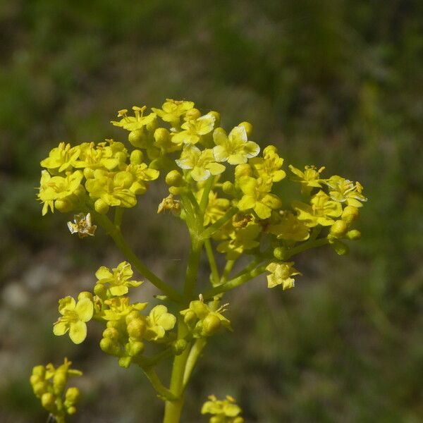 Patrinia Sibirica Care Guide: Water, Soil & Propagation - Plantiary