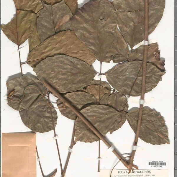 Paullinia Latifolia Plant Care & How to Grow, Water