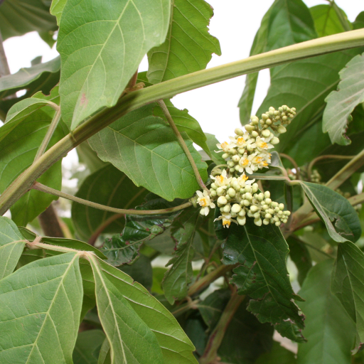 Barbasco (Paullinia Pinnata) Plant Care & How to Grow, Water