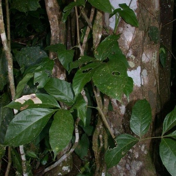 Paullinia Pterocarpa Care Guide: Water, Soil & Propagation - Plantiary