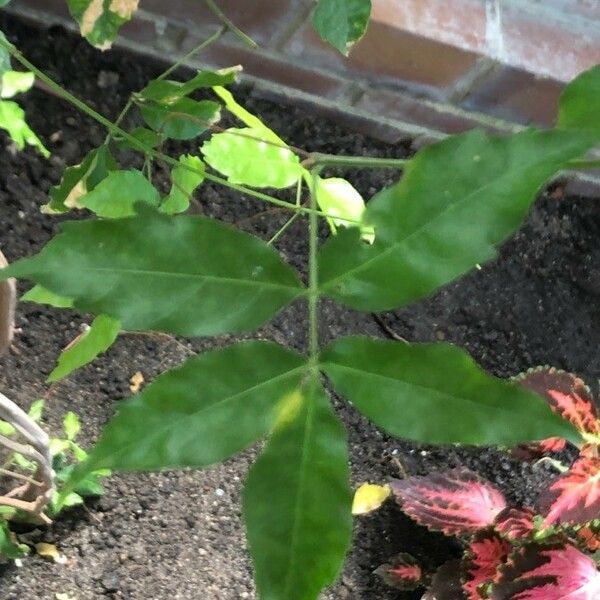 Paullinia Rubiginosa Care Guide: Water, Soil & Propagation - Plantiary