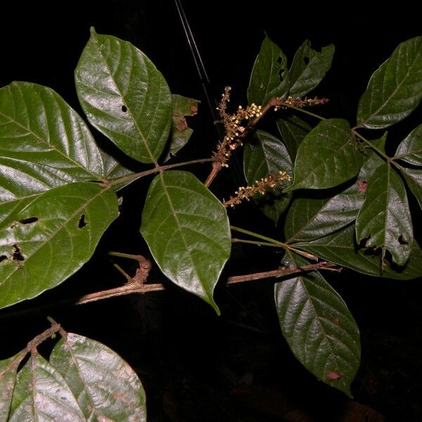 Paullinia Tetragona Care Guide: Water, Soil & Propagation - Plantiary