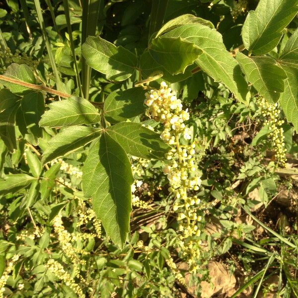Paullinia Tomentosa Care Guide: Water, Soil & Propagation - Plantiary