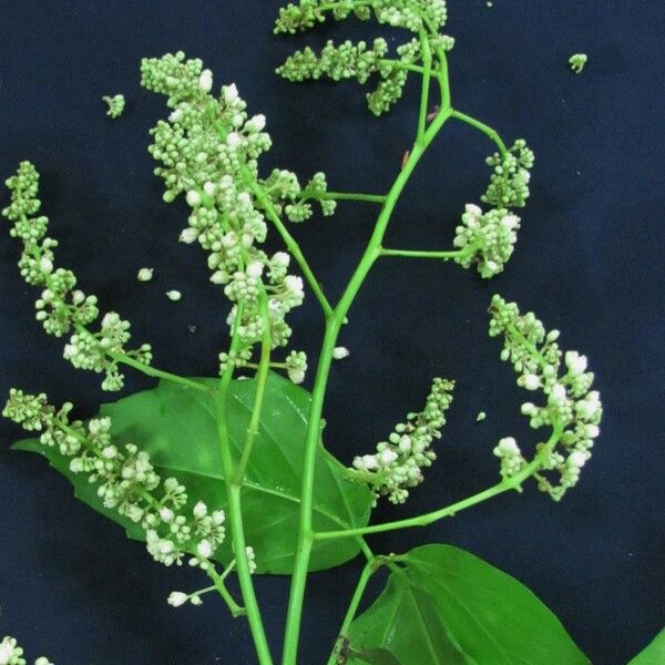 Paullinia Turbacensis Care Guide: Water, Soil & Propagation - Plantiary