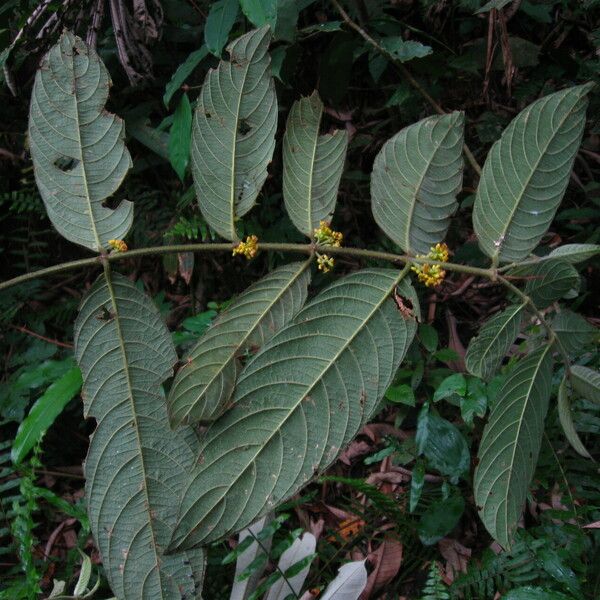Pauridiantha Dewevrei Care Guide: Water, Soil & Propagation - Plantiary