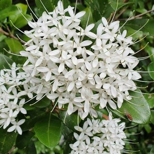 Butterfly Bush (Pavetta Australiensis) Plant Care & How to Grow, Water