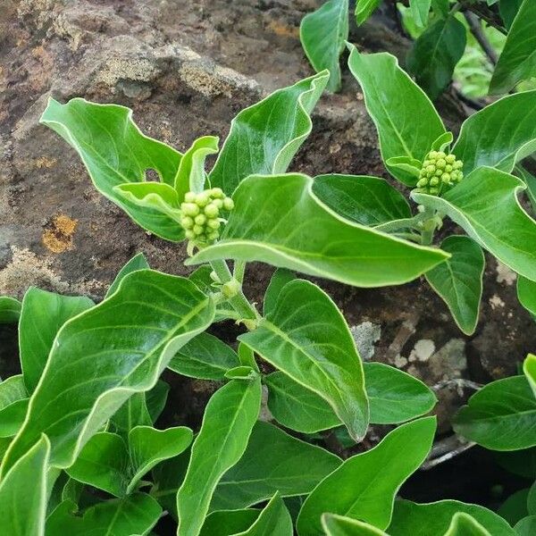 Common Brides-Bush (Pavetta Gardeniifolia) Plant Care & How to Grow, Water