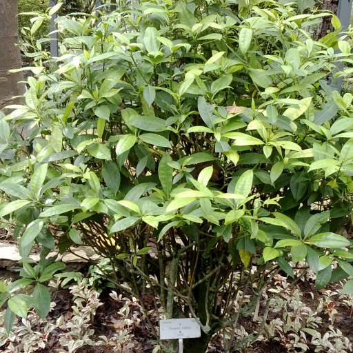 Indian Pavetta (Pavetta Indica) Plant Care & How to Grow, Water