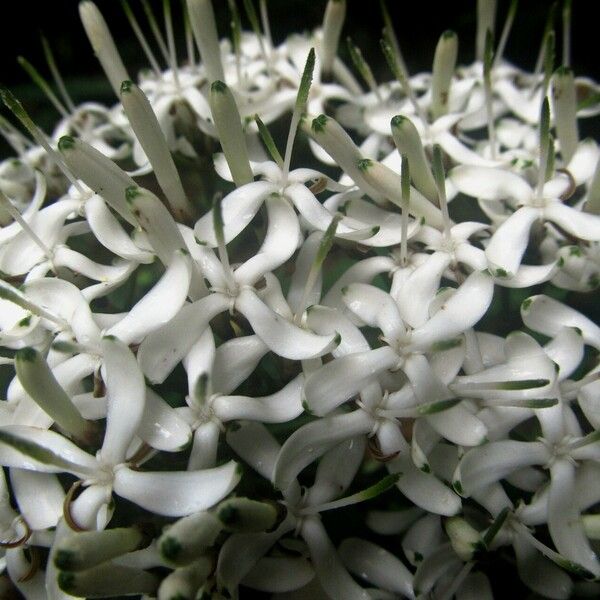 Pavetta Owariensis Plant Care & How to Grow, Water