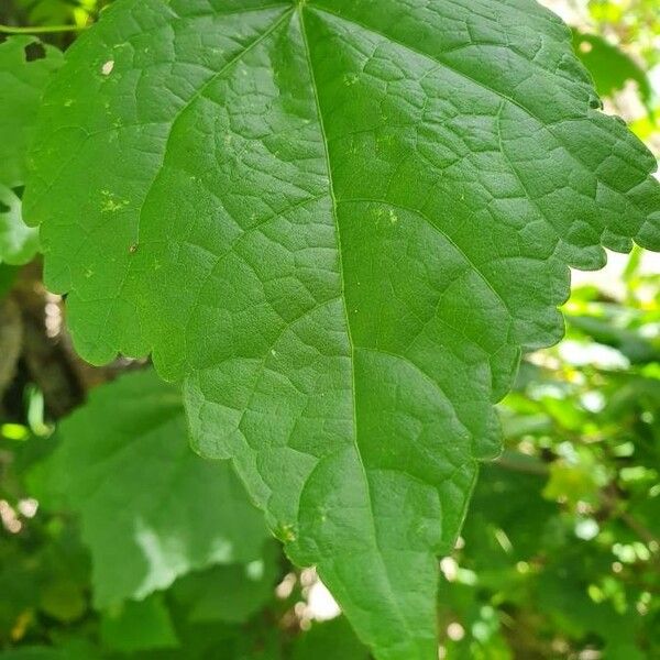 Dainty Pavonia (Pavonia Burchellii) Plant Care & How to Grow, Water