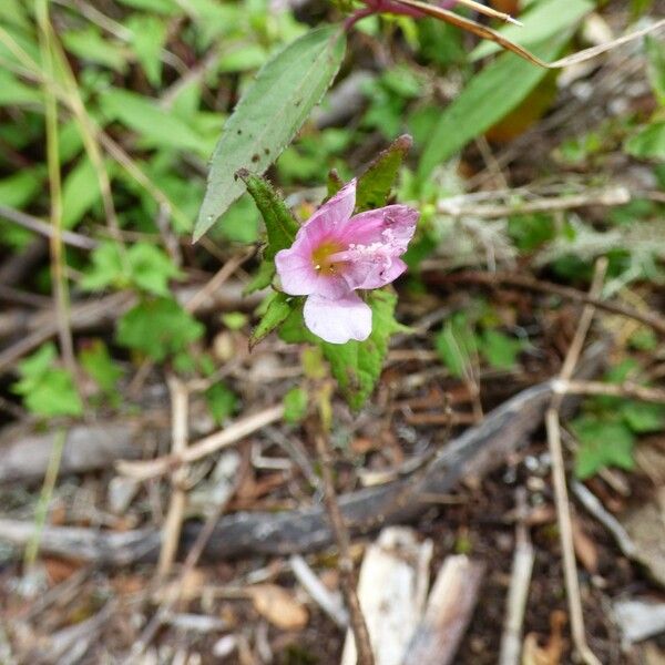 Pink Pavonia (Pavonia Columella) Plant Care & How to Grow, Water