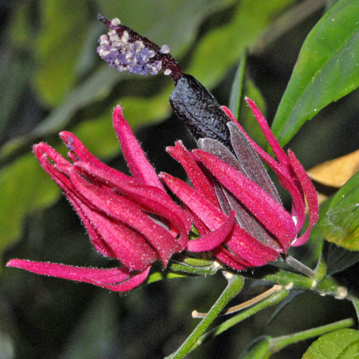 Brazilian Candles (Pavonia Multiflora) Plant Care & How to Grow, Water