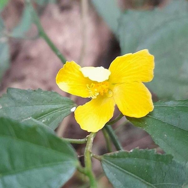 Pavonia Sepium Plant Care & How to Grow, Water