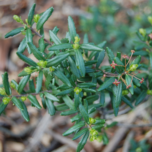 Canby's Mountain-Lover (Paxistima Canbyi) Care Guide: Water, Soil ...