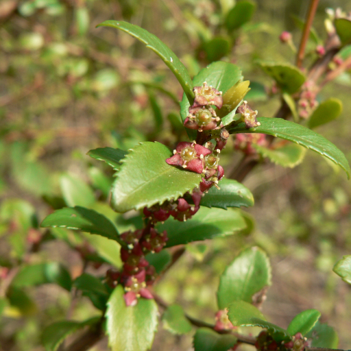 Oregon Boxleaf (Paxistima Myrsinites) Plant Care & How to Grow, Water