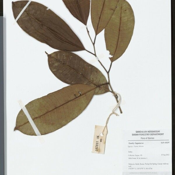 Payena Obscura Care Guide: Water, Soil & Propagation - Plantiary