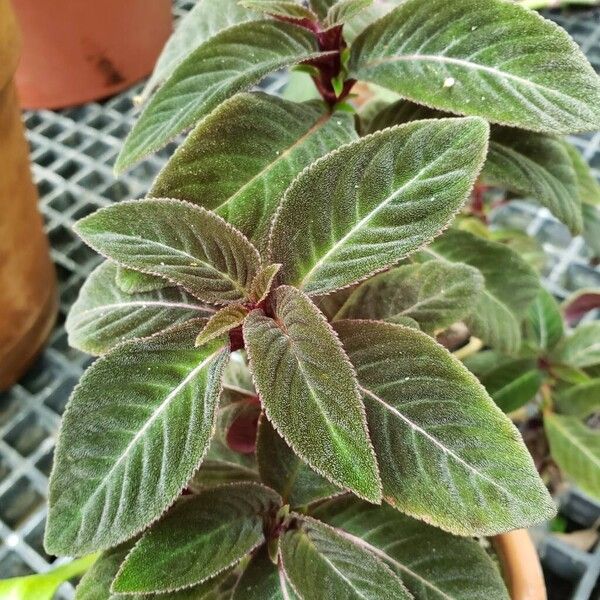 Pearcea Abunda Plant Care & How to Grow, Water