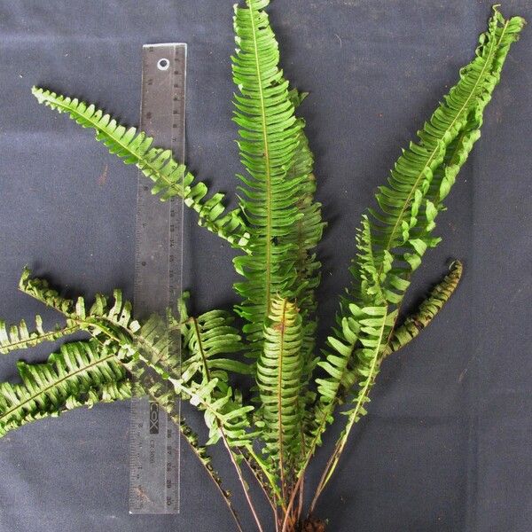 Montane Rockcap Fern (Pecluma Consimilis) Care Guide: Water, Soil ...