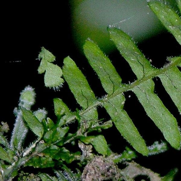 Pecluma Hygrometrica Care Guide: Water, Soil & Propagation - Plantiary