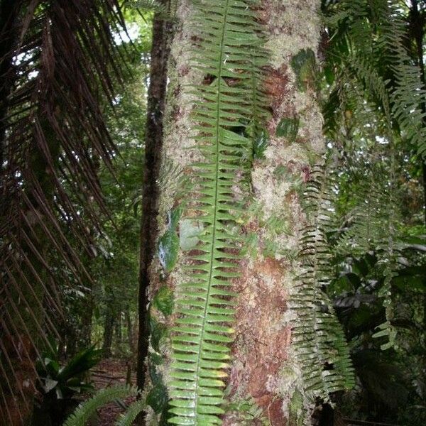 Combleaf Rockcap Fern (Pecluma Pectinata) Plant Care & How to Grow, Water