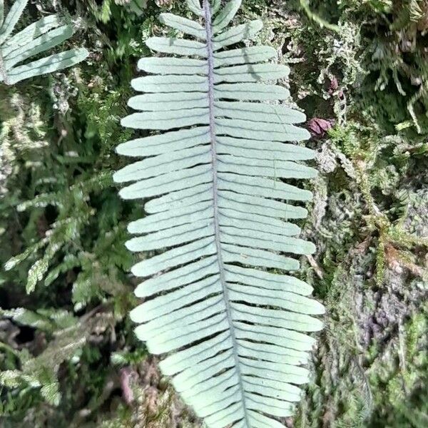 Pecluma Sicca Plant Care & How to Grow, Water