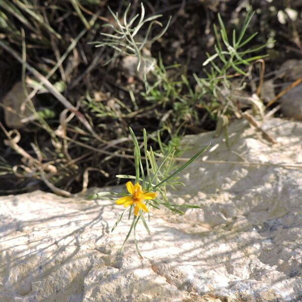 Lemonscent (Pectis Angustifolia) Plant Care & How to Grow, Water