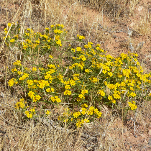Cinchweed (Pectis Papposa) Plant Care & How to Grow, Water