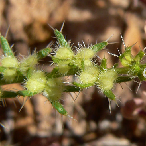 Moth Combseed (Pectocarya Setosa) Plant Care & How to Grow, Water