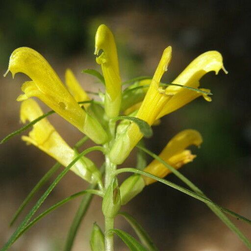 Mogollon Mountain Lousewort (Pedicularis Angustifolia) Plant Care & How ...
