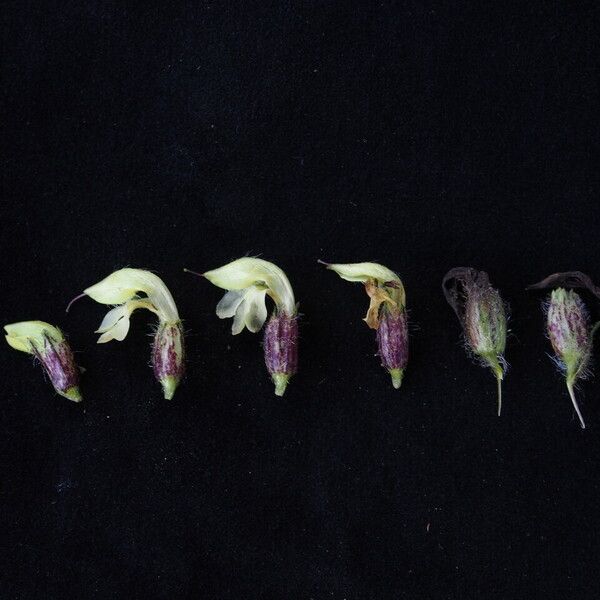 Pedicularis Anserantha Plant Care & How to Grow, Water