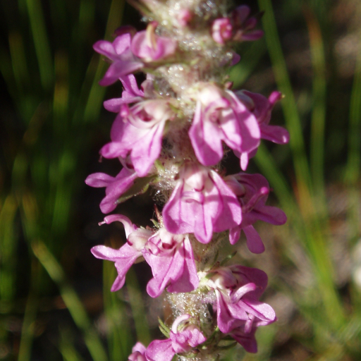 Little Elephantshead (Pedicularis Attollens) Plant Care & How to Grow ...