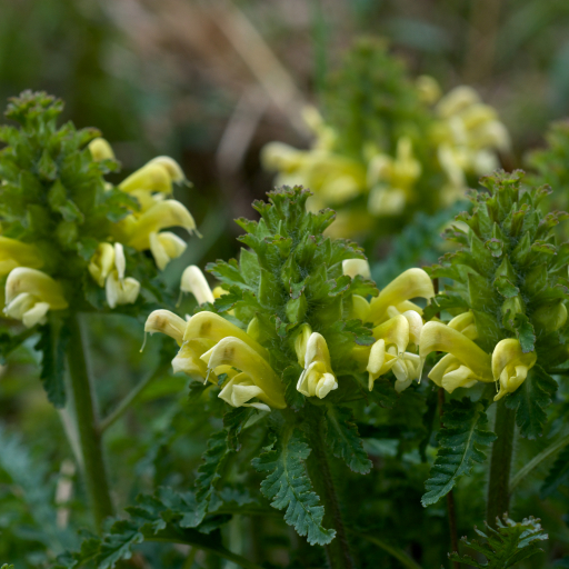 Common Lousewort (Pedicularis Canadensis) Plant Care & How to Grow, Water