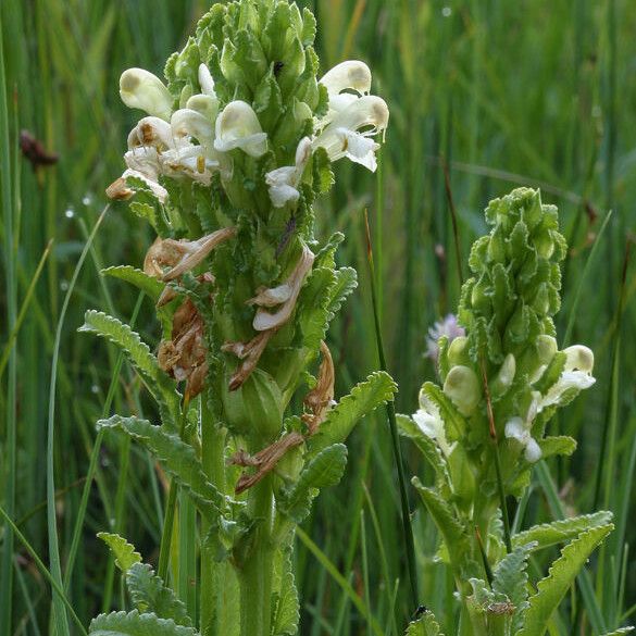 Meadow Lousewort (Pedicularis Crenulata) Plant Care & How to Grow, Water