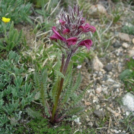 Fernleaved Pedicularis (Pedicularis Cystopteridifolia) Plant Care & How ...