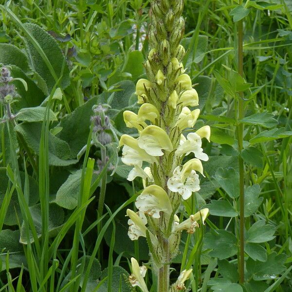 Pedicularis Dolichorrhiza Plant Care & How to Grow, Water