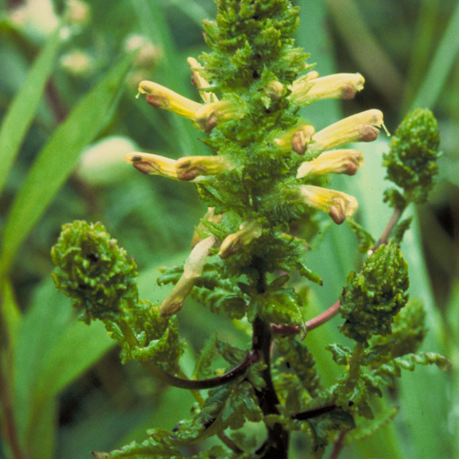 Furbish's Lousewort (Pedicularis Furbishiae) Care Guide: Water, Soil ...