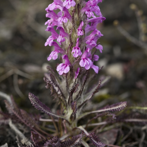 Woolly Lousewort (Pedicularis Lanata) Plant Care & How to Grow, Water