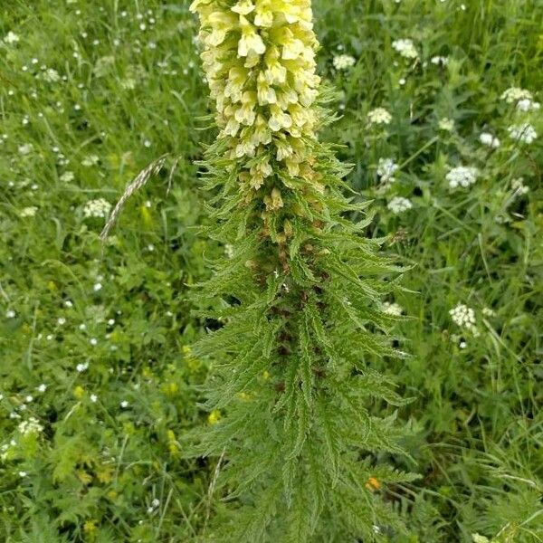 Pedicularis Leucodon Care Guide: Water, Soil & Propagation - Plantiary