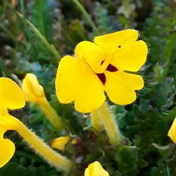 Pedicularis Longiflora Plant Care & How to Grow, Water