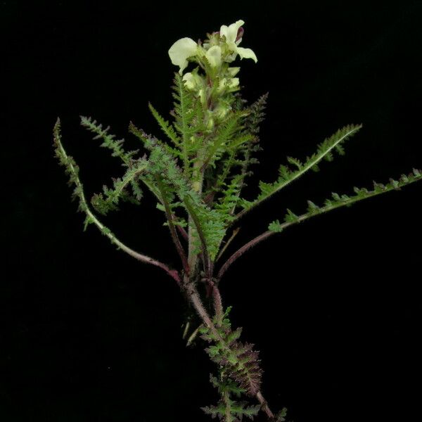 Pedicularis Lutescens Care Guide: Water, Soil & Propagation - Plantiary